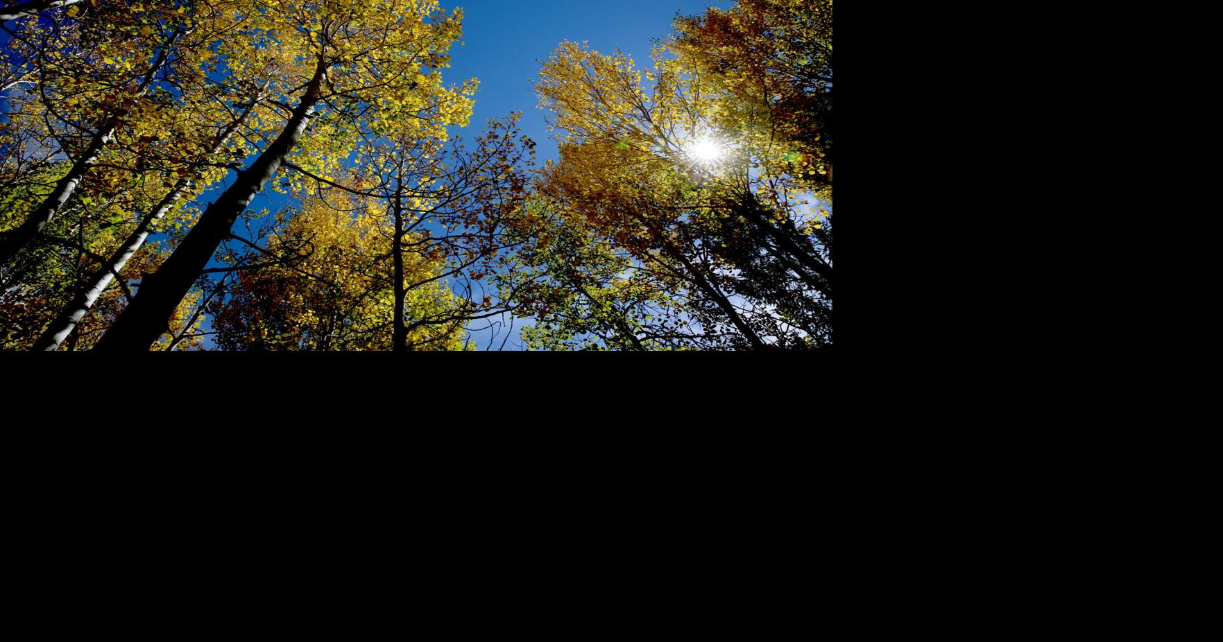 Gallery: Flagstaff's leaves changing colors in fall over the years ...