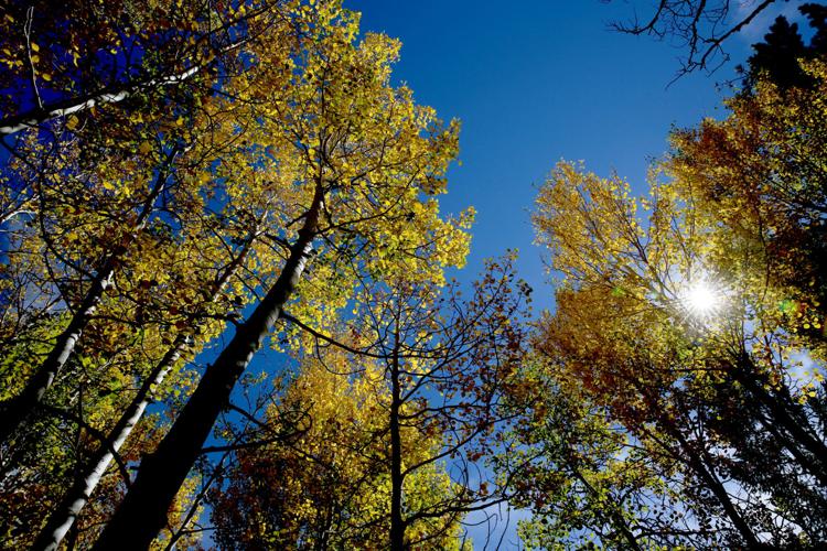 Gallery: Flagstaff's leaves changing colors in fall over the years ...