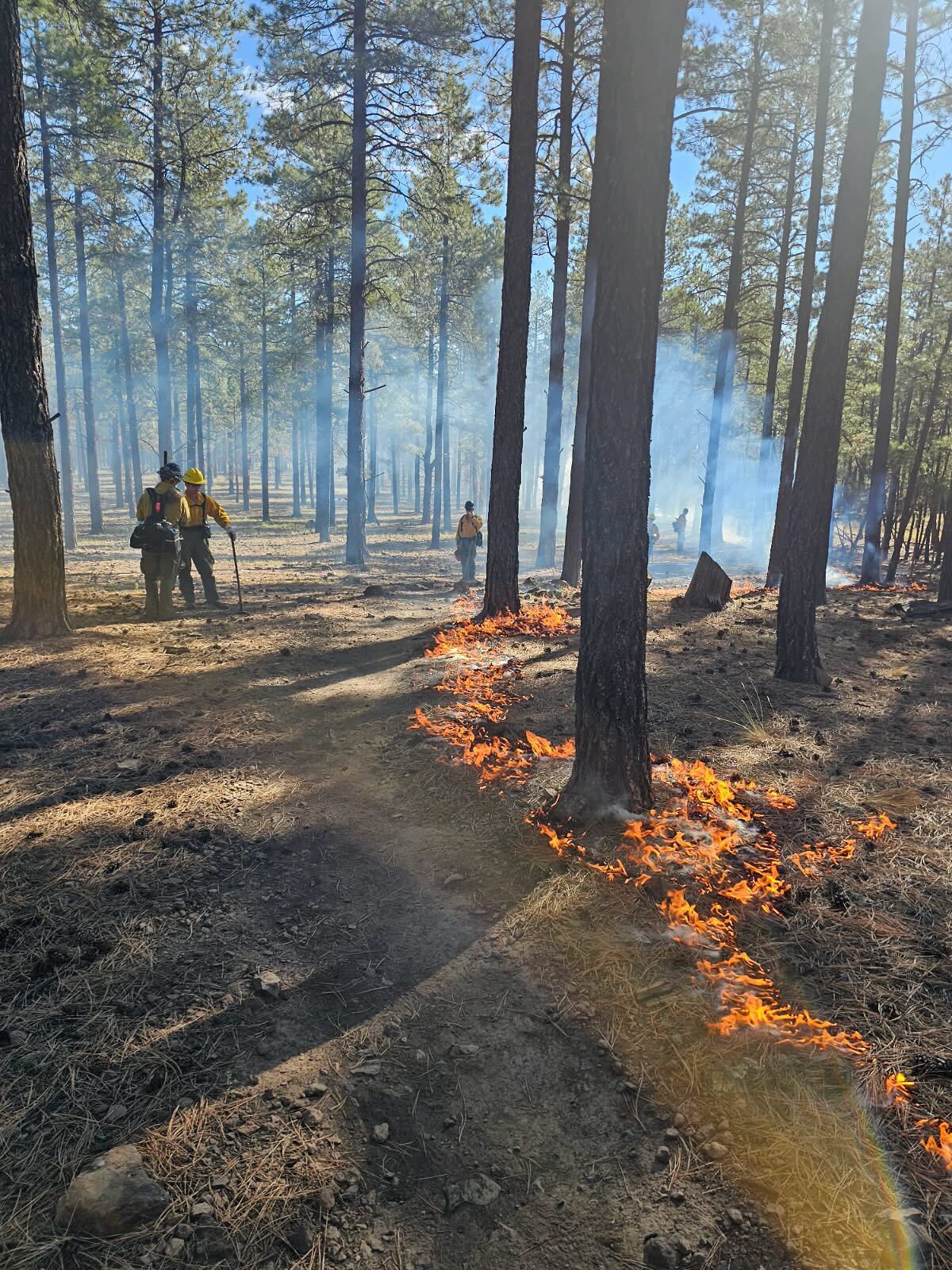 Flagstaff updating Community Wildfire Protection Plan and will seek ...