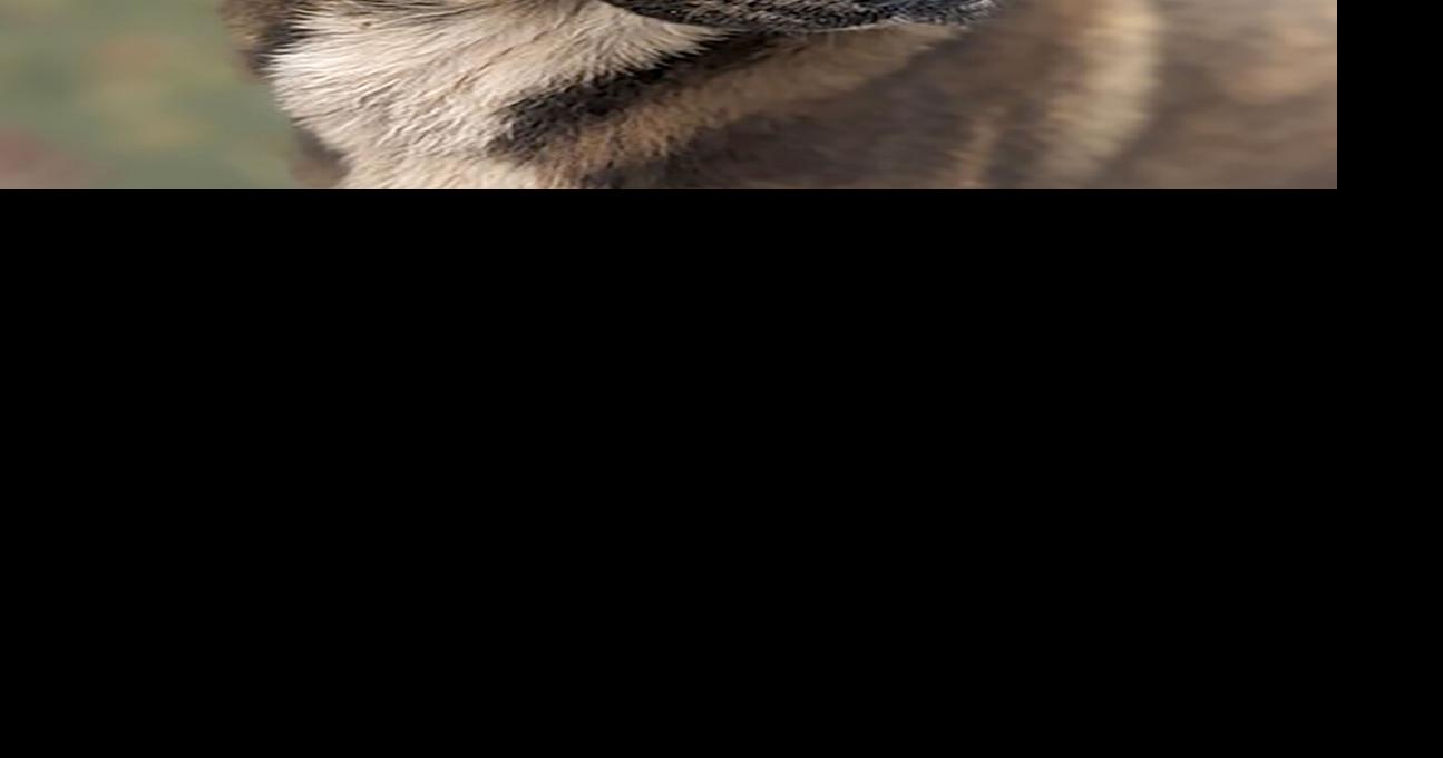 CHA Pet of the Week: Hector | Pets | azdailysun.com