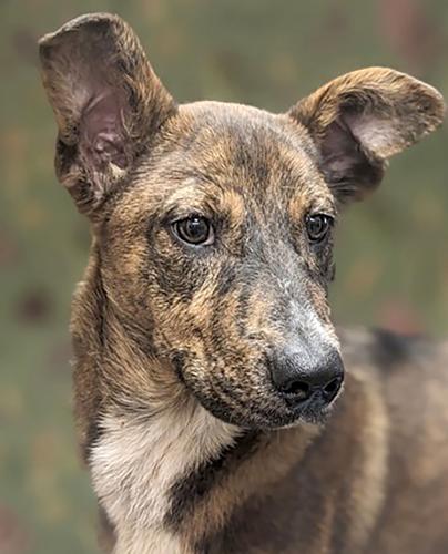 CHA Pet of the Week: Hector | Pets | azdailysun.com