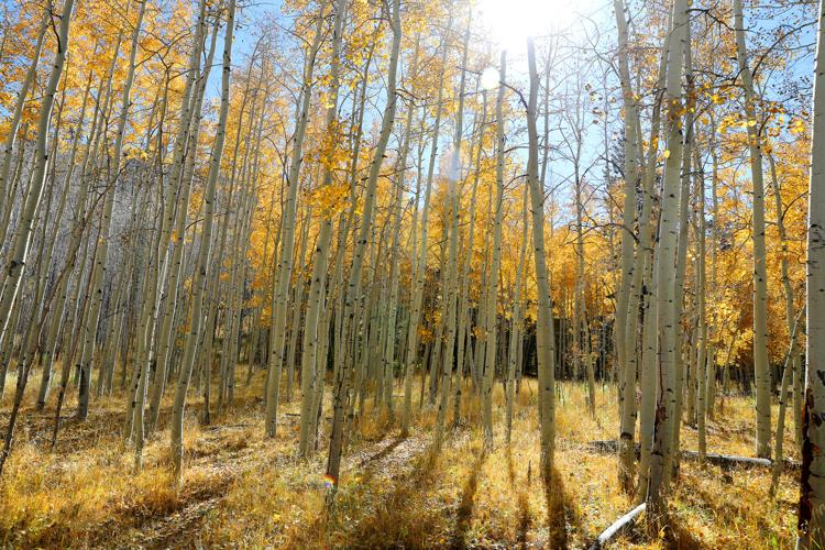 Gallery: Work continues on roads to Lockett Meadow as aspens hit peak ...