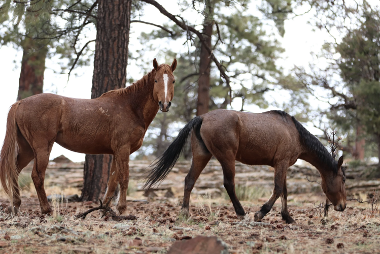 Arizona film 'Finding Hózhó' explores Navajo culture, lessons of ...