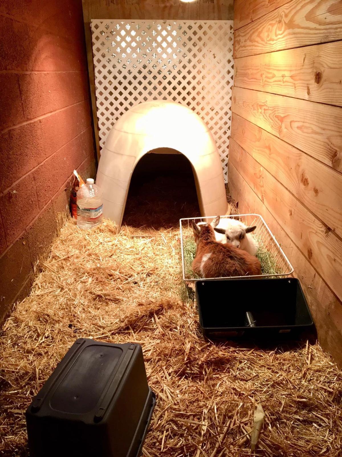 Baaaackyard goats in Flagstaff? We kid you not | Pets | azdailysun.com