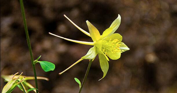 Plants with a purpose: A look at Flagstaff's wildflowers | Outdoors ...