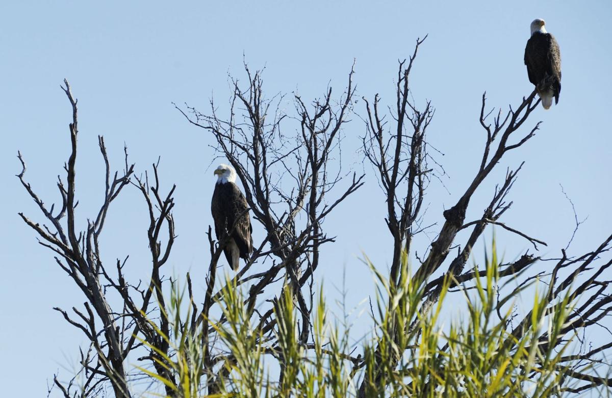 Bald eagles on the road to recovery in Arizona | Local | azdailysun.com