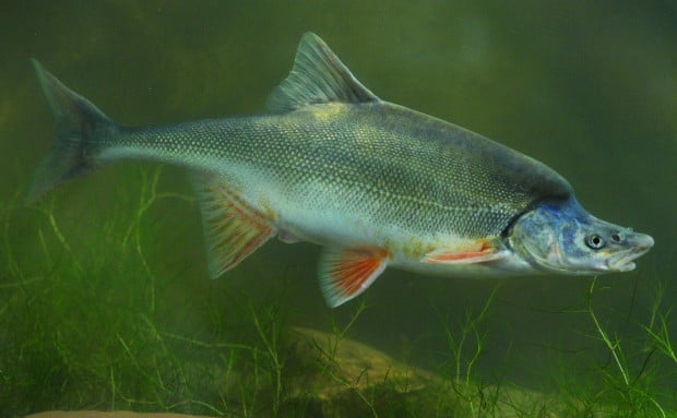 Chub rescue takes to air