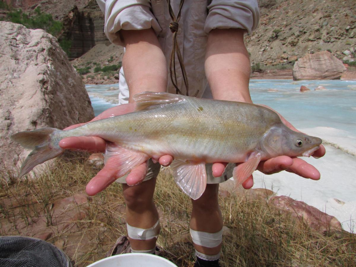 Endangered chub conservation sees success in Grand Canyon | Local ...
