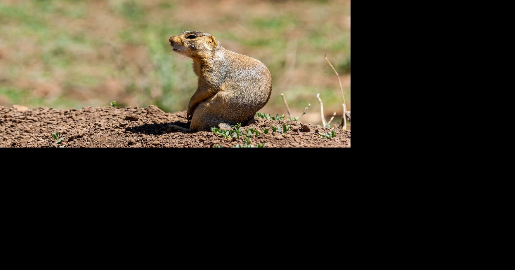 Ask a Ranger: Love or hate them, prairie dogs key cog of ecosystem ...