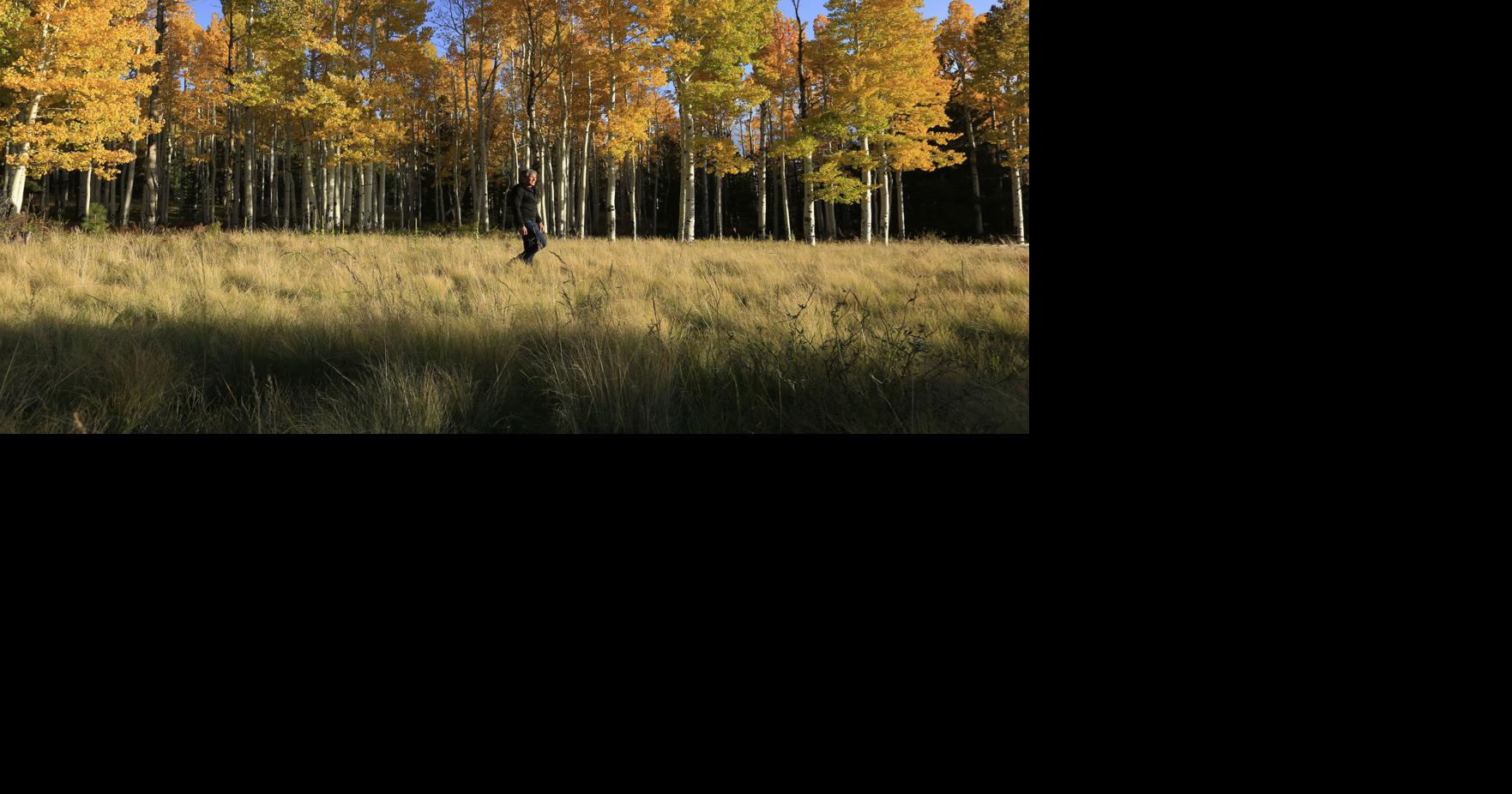 Populus Tremuloides: Northern Arizona’s color of the season | Local ...