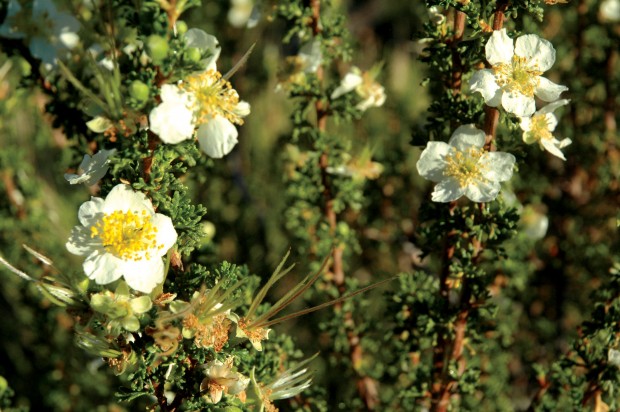 Northern Arizona Wildflowers | Lifestyles | azdailysun.com