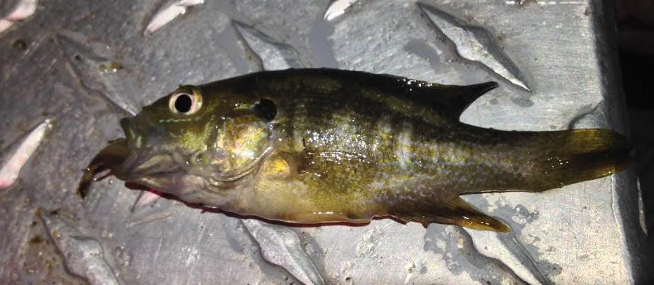 Park Service proposes methods to control invasives in Grand Canyon