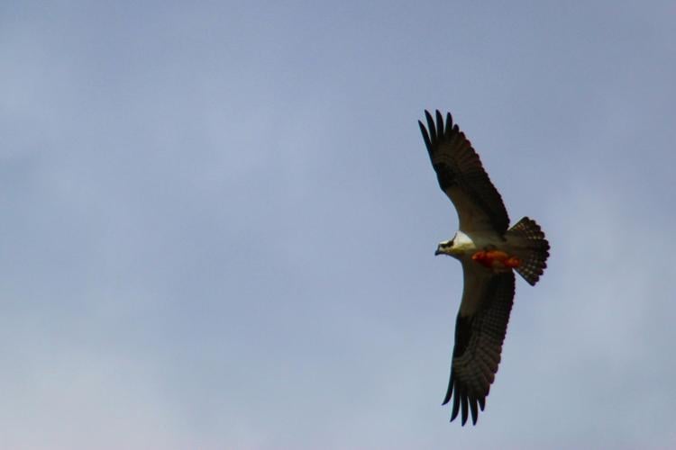 osprey sighting