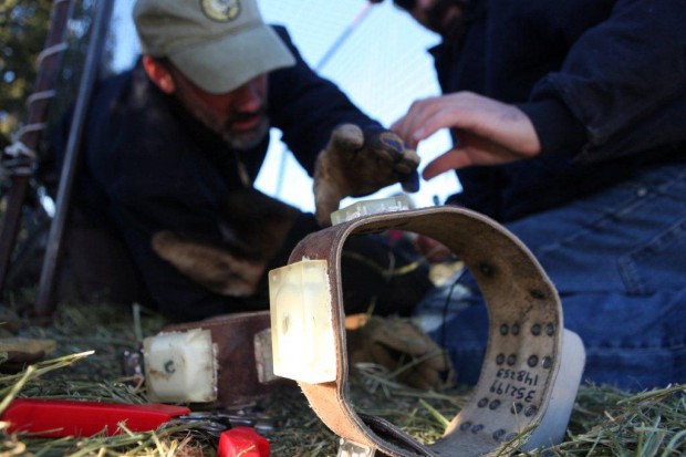 Northern Arizona elk getting the collar