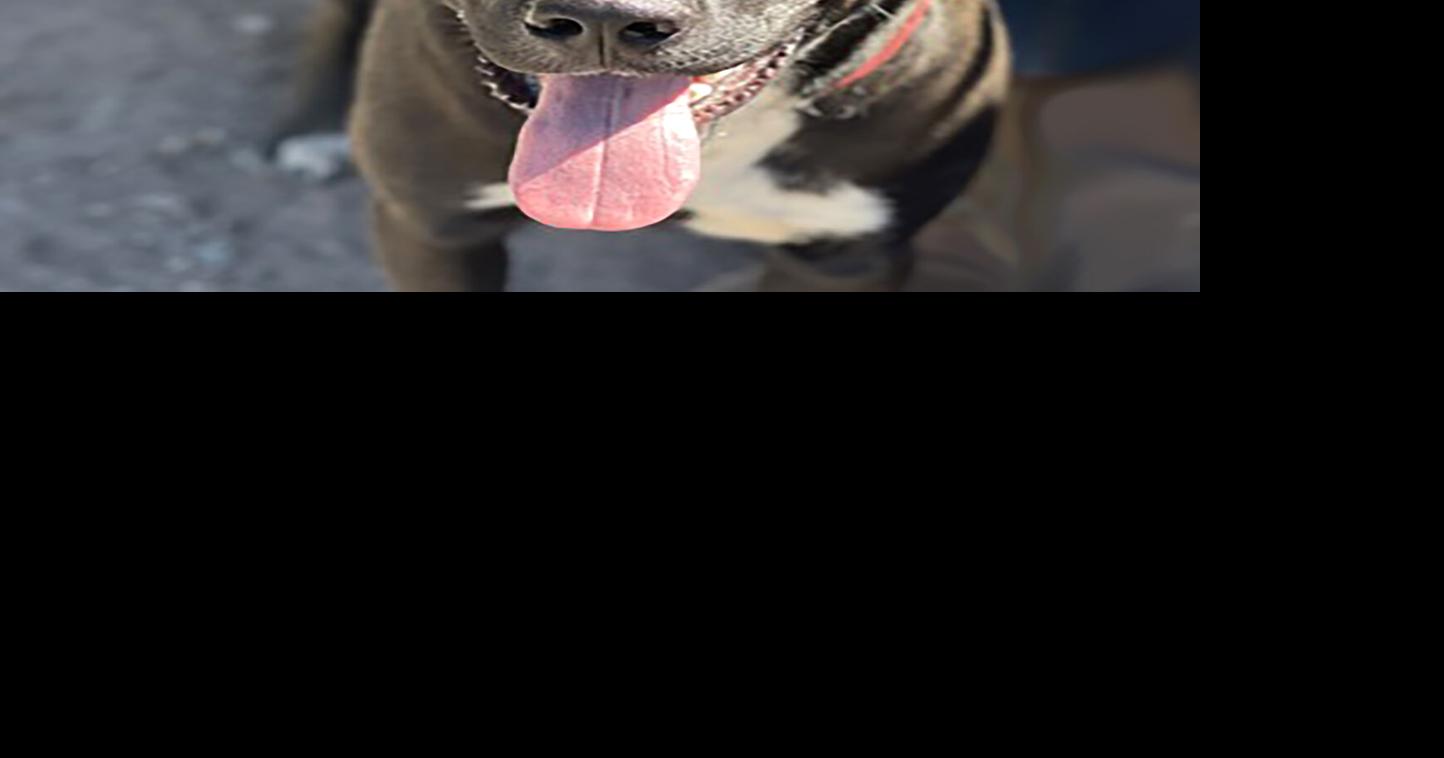 CHA Pet of the Week: Gracie | Pets | azdailysun.com