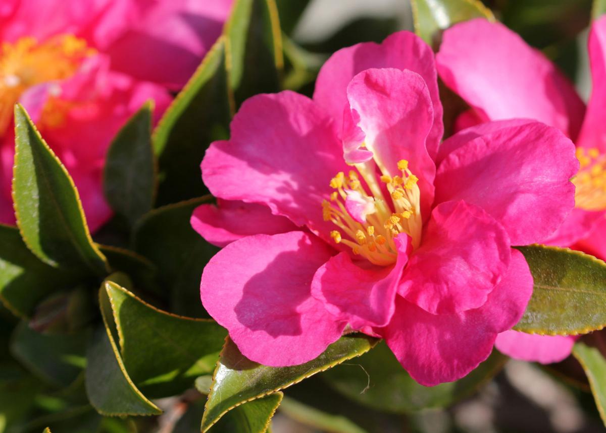 Sasanquas will make winter bloom outdoors | Home and Garden ...