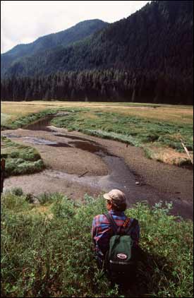 In Alaska's Tongass forest, a new battle over logging | | azdailysun.com