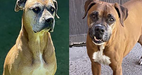 CHA Pet of the Week: Rosey and Narnia | Pets | azdailysun.com