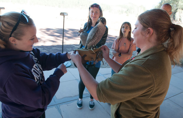 Raptor handling at The Arb | | azdailysun.com