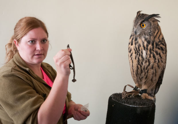 Raptor handling at The Arb | | azdailysun.com
