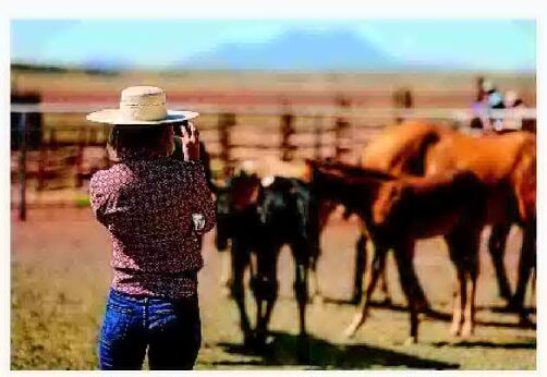 BABBITT RANCHES COLT SALE | | azdailysun.com