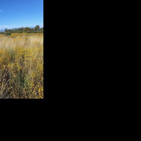 Northern Arizona’s species to know this National Invasive Species ...