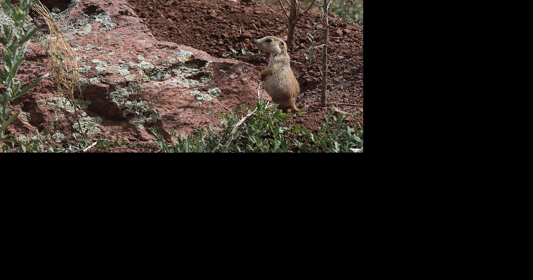 Digging deeper: Gunnison’s prairie dog a keystone species in northern ...