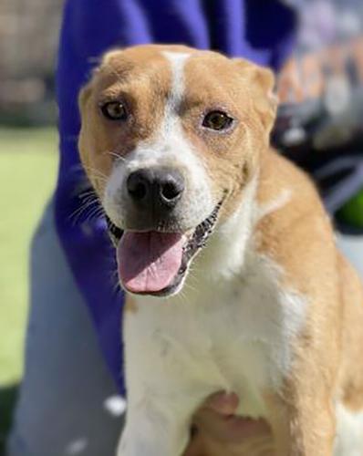 Pet of the Week: Jazzy | Pets | azdailysun.com