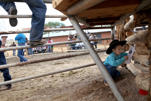 Hashknife sale a Babbitt Ranches tradition | | azdailysun.com