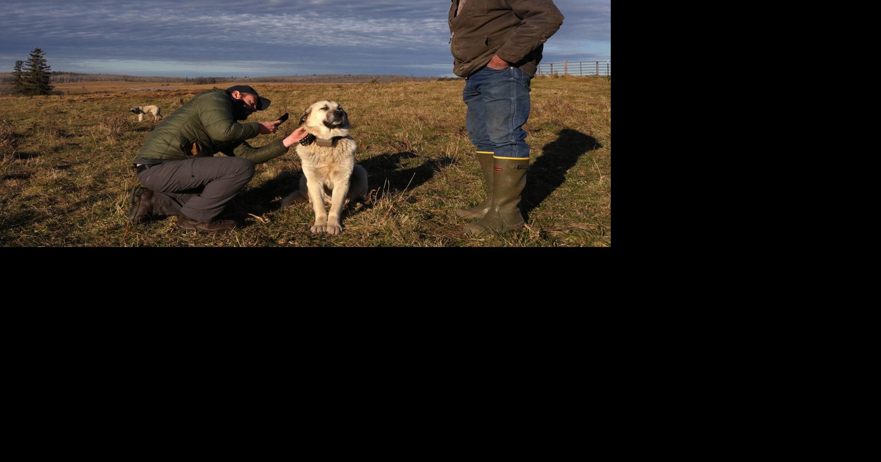 A clever wolf repeatedly snuck into a Minnesota ranch. Biologists ...