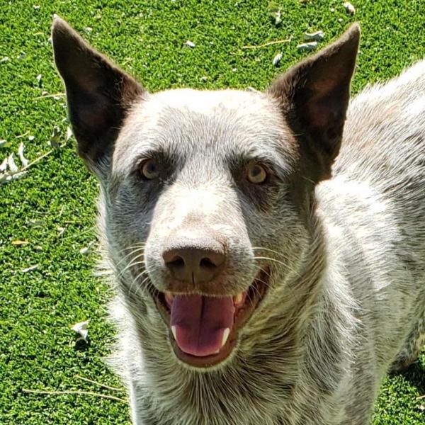 Pet of the Week: Cadabra