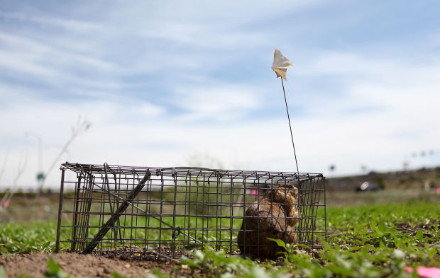 Moving day for prairie dogs