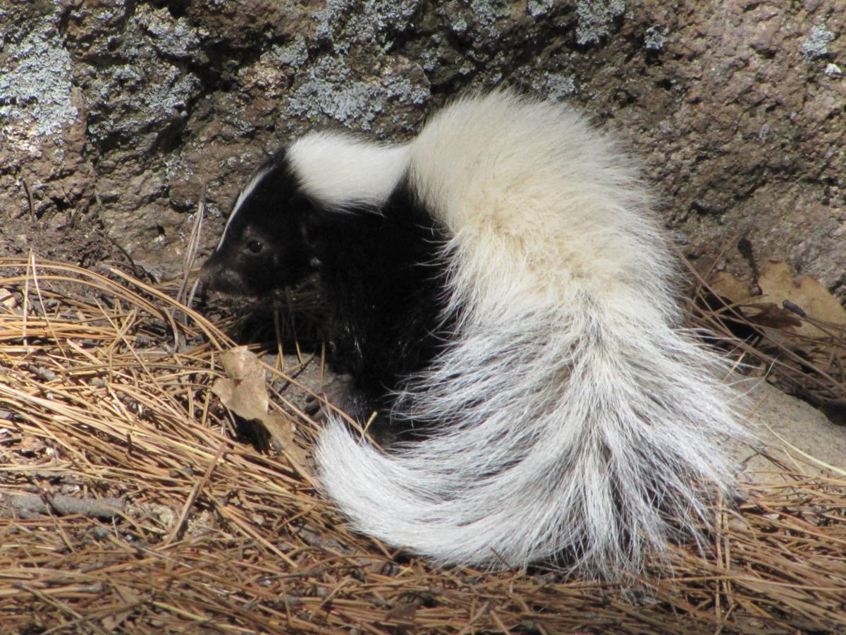 NAU researcher enlists citizens for attack on skunk rabies | Local ...