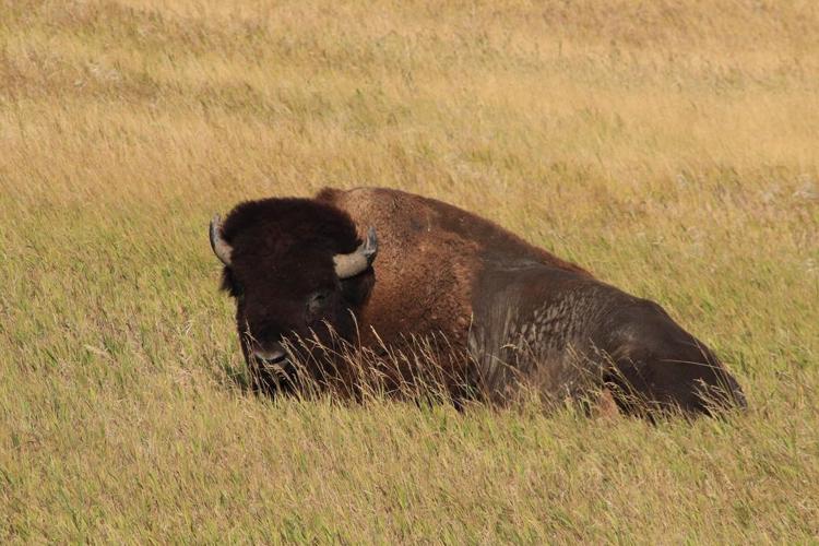 Where the buffalo roamed: Bill would return herds to ancestral Native ...