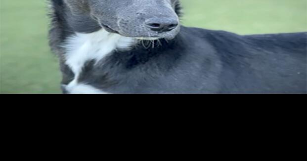 CHA Pet of the Week: Spice