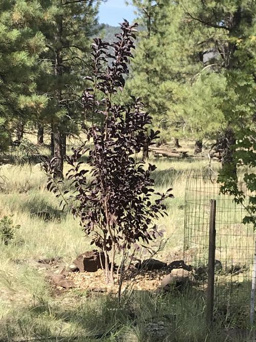 Gardening Etcetera: Canada Red Chokecherry as a living, loving tribute ...
