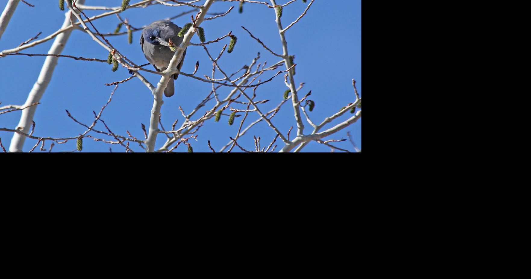 Gardening Etcetera: Are we losing our precious pinyon jays? | Local ...