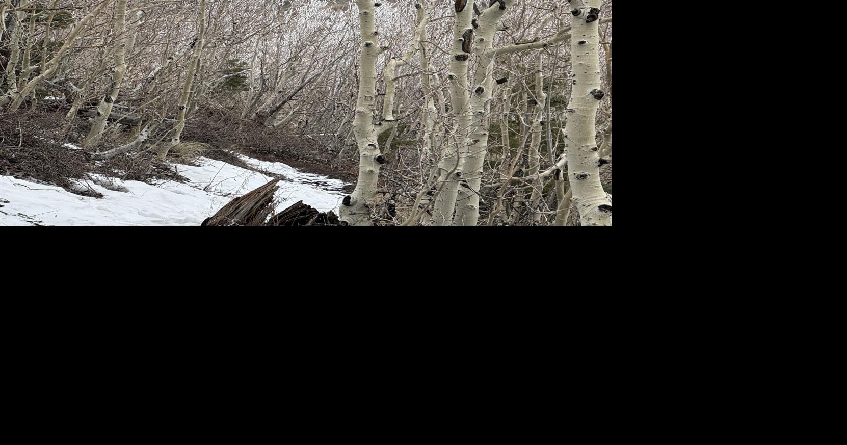 Letter from Home: ISO season, cold but beautiful | Letter From Home ...