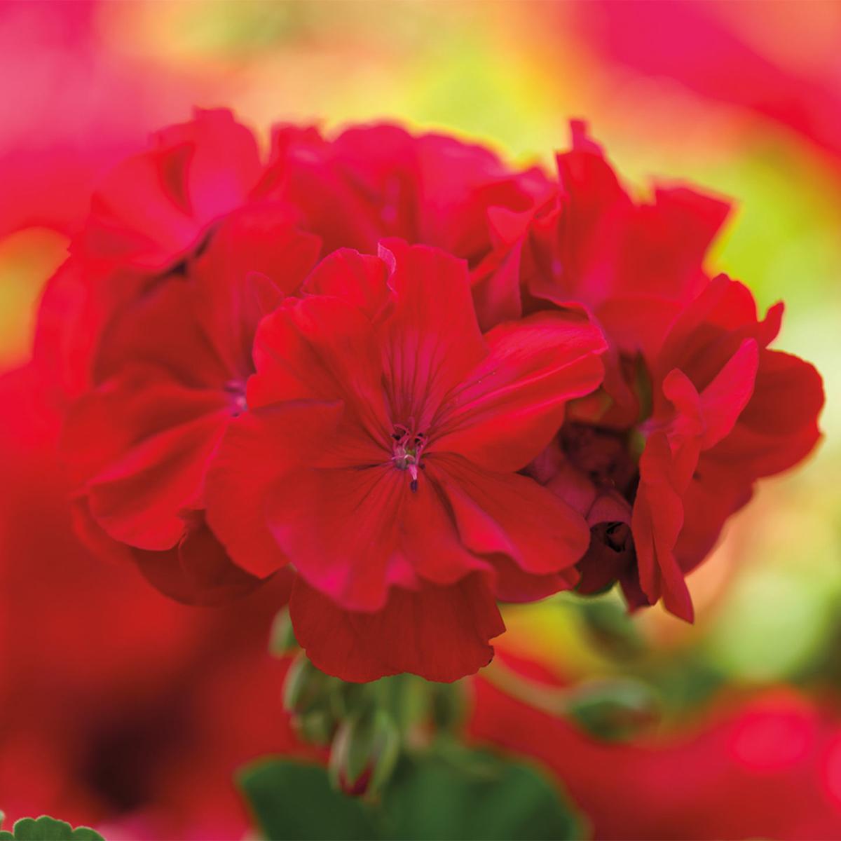 Calliope geraniums offer long season of dazzling color | Columnists ...