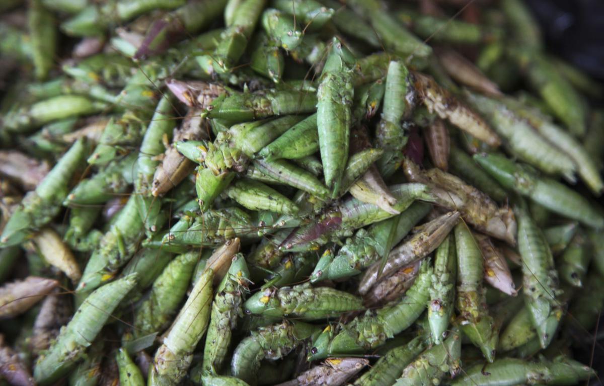 Photos: They're festive, they're delicious, they're fried green ...