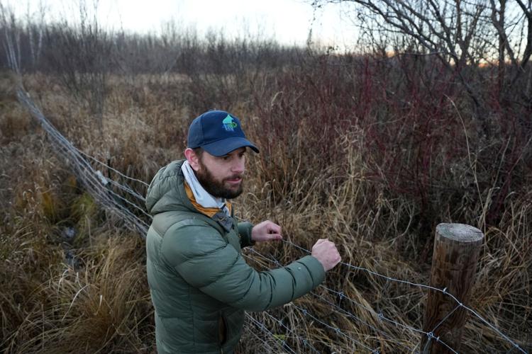A clever wolf repeatedly snuck into a Minnesota ranch. Biologists ...