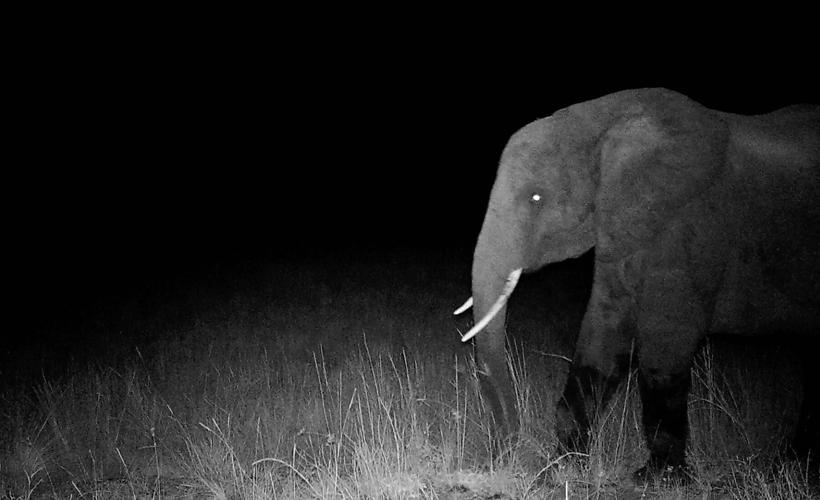 Movies in Flagstaff: 'Ghost Elephants' making way to city | Local News ...