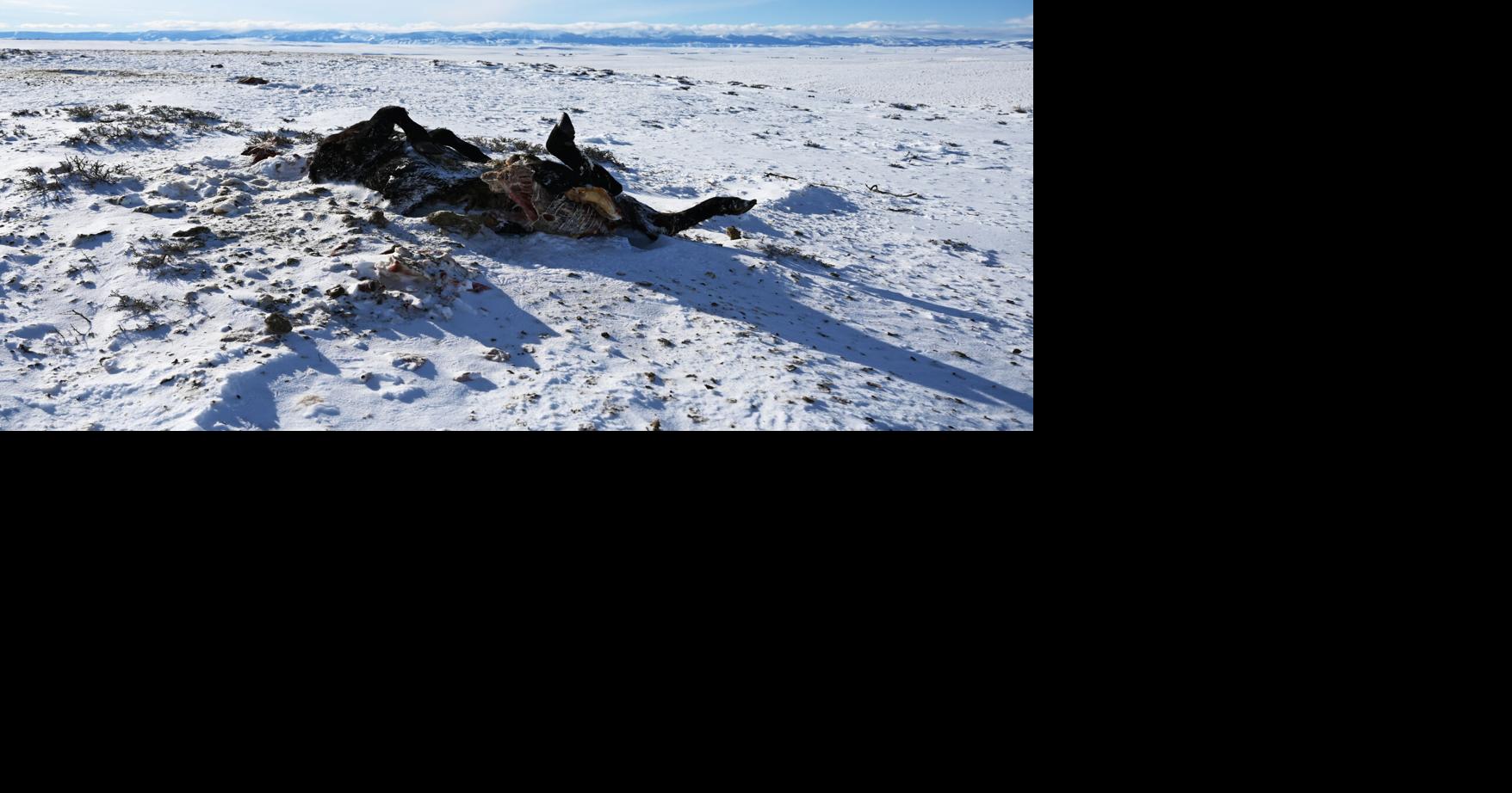 When wolves kill livestock, should Colorado grant ranchers anonymity ...
