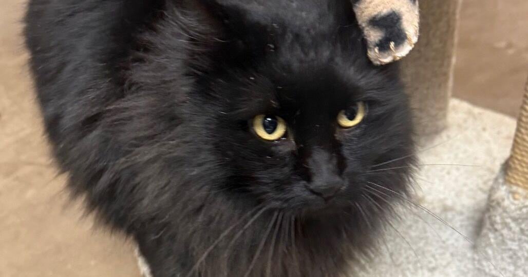 HCH Pet of the Week: Sea Biscuit | Local News | azdailysun.com