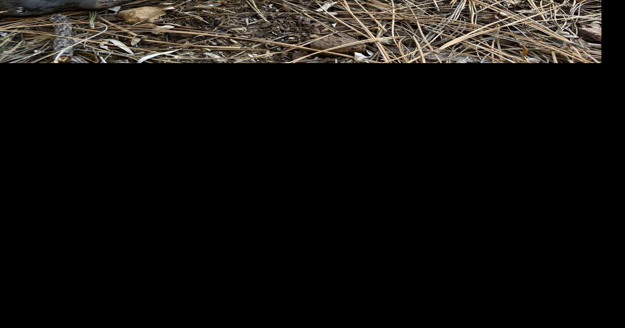 Why are hummingbird numbers declining? | Local News | azdailysun.com