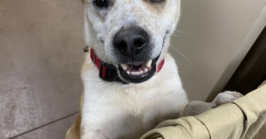 Pet of the Week: Sunday | Pets | azdailysun.com