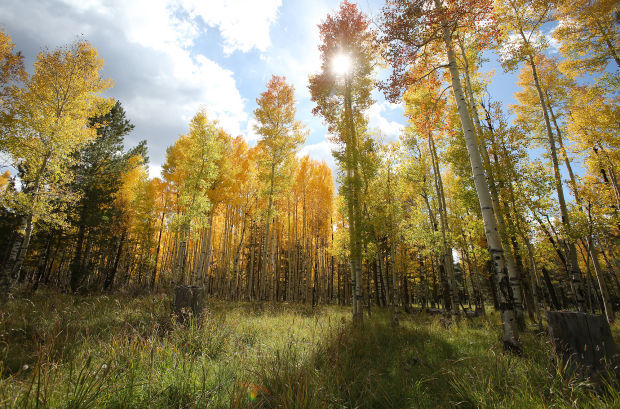 More Flagstaff fall beauty | | azdailysun.com