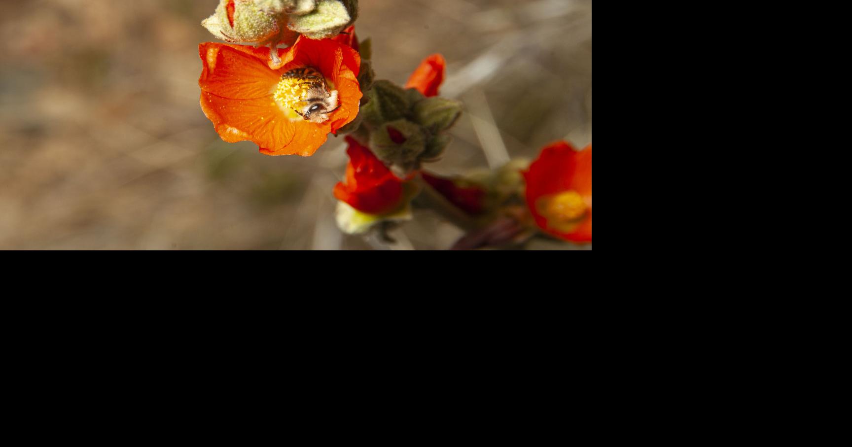 Bee's needs: Native, Arizona bees, their trials and tribulations | Home ...