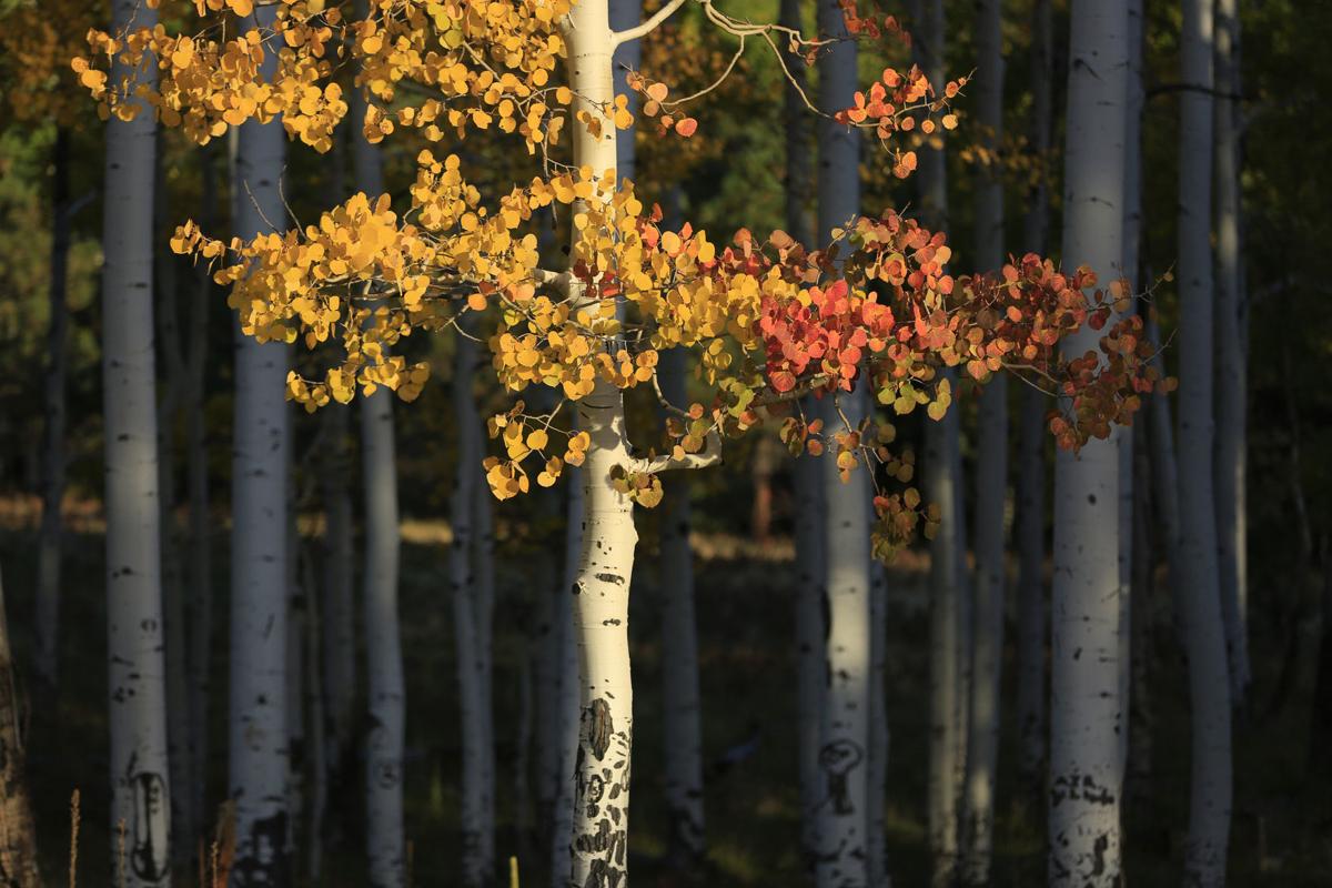 Populus Tremuloides: Northern Arizona’s color of the season | Local ...