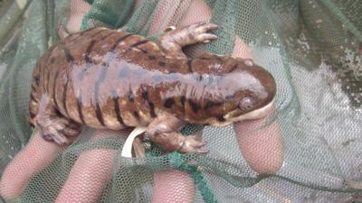 wandering salamander